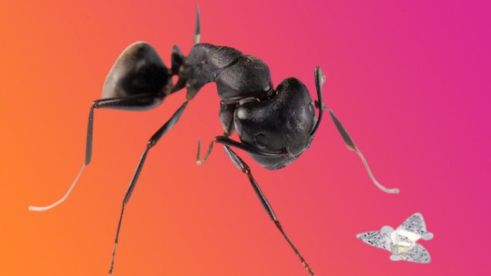 Technology: Scientists create the smallest ever flying microchip! - BBC ...