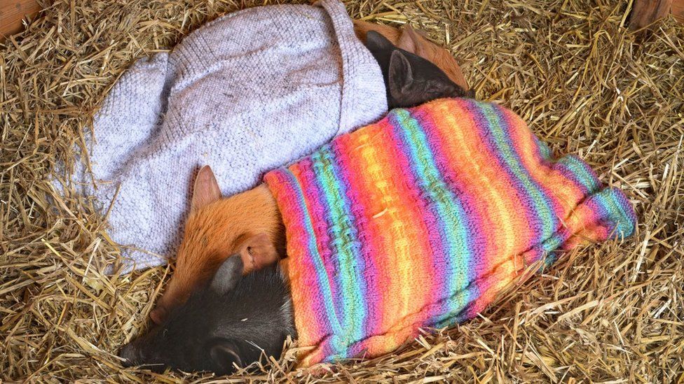 Amersham micro piglets keep warm in knitted blankets - BBC News