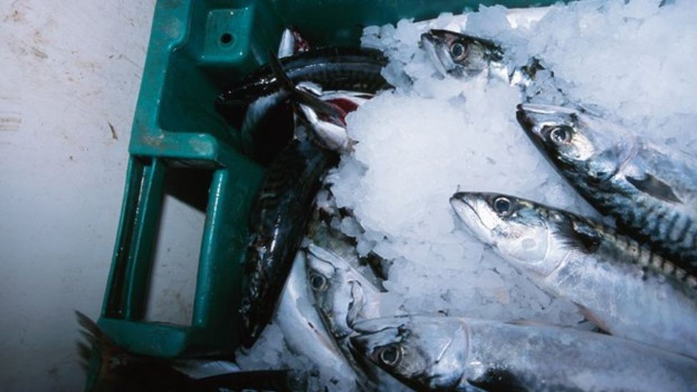 Fishing ports told to close ice plants over health and safety fears ...