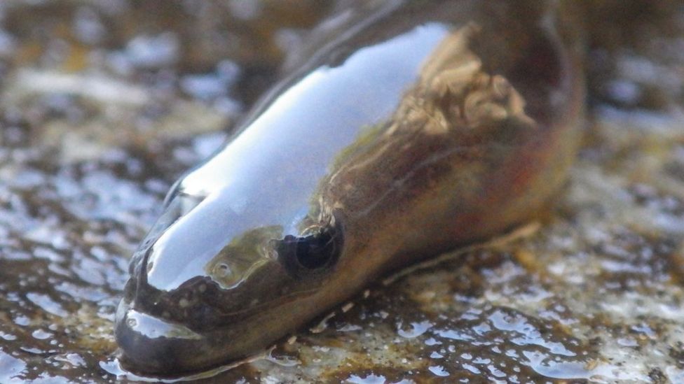 Conga eels: Elvers crawl in line up waterfall - BBC News