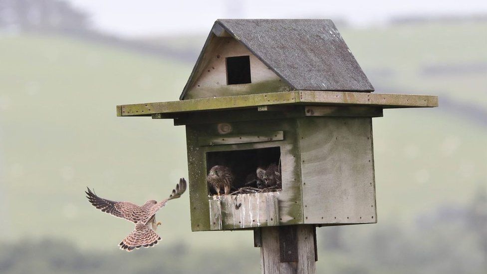 North Devon volunteers install nest boxes for kestrels - BBC News