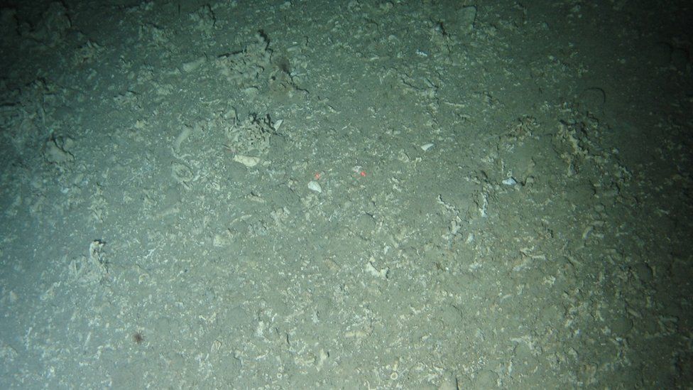 Darwin Mounds coral reef scientists check for regrowth following ...