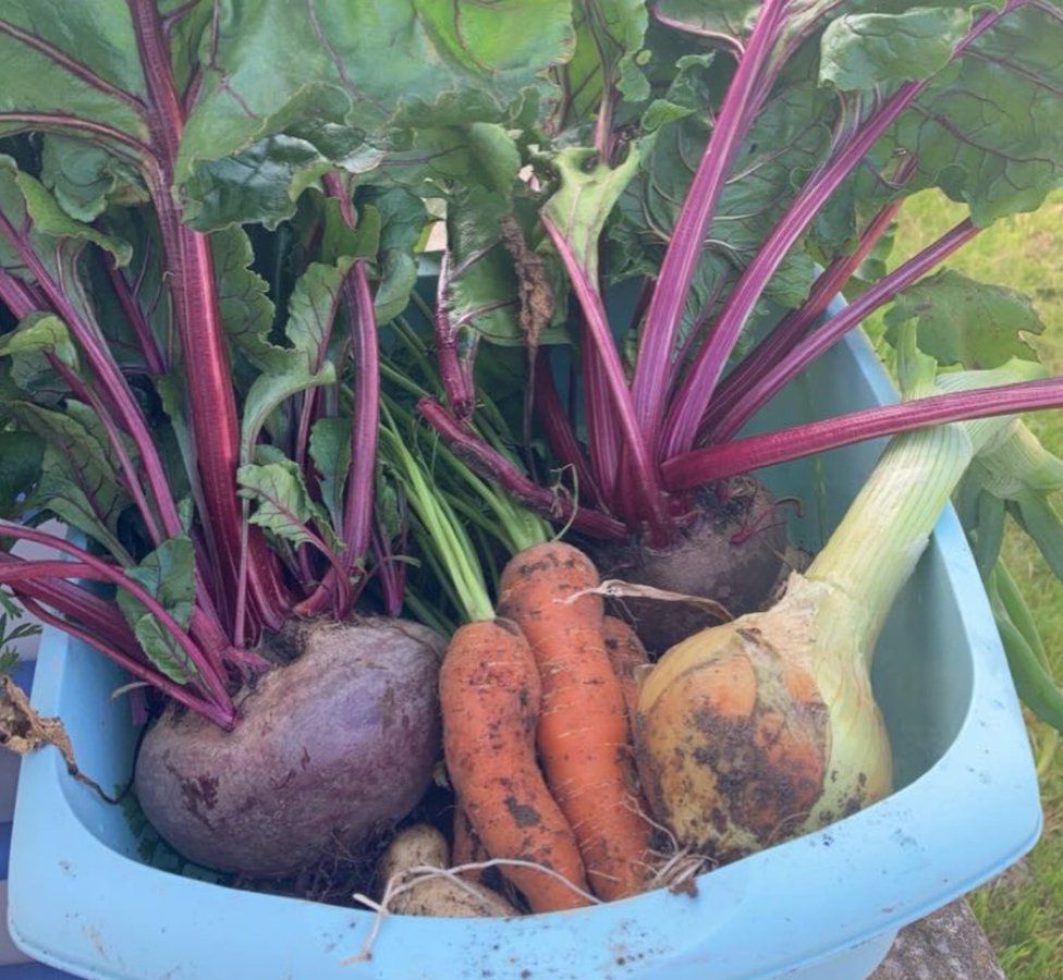 Sut i baratoi'r ardd ar gyfer y gwanwyn - BBC Cymru Fyw