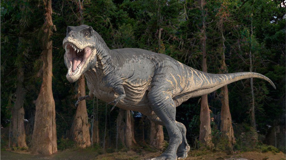 Dinosaur Auction: Complete T.rex skeleton for sale - BBC Newsround