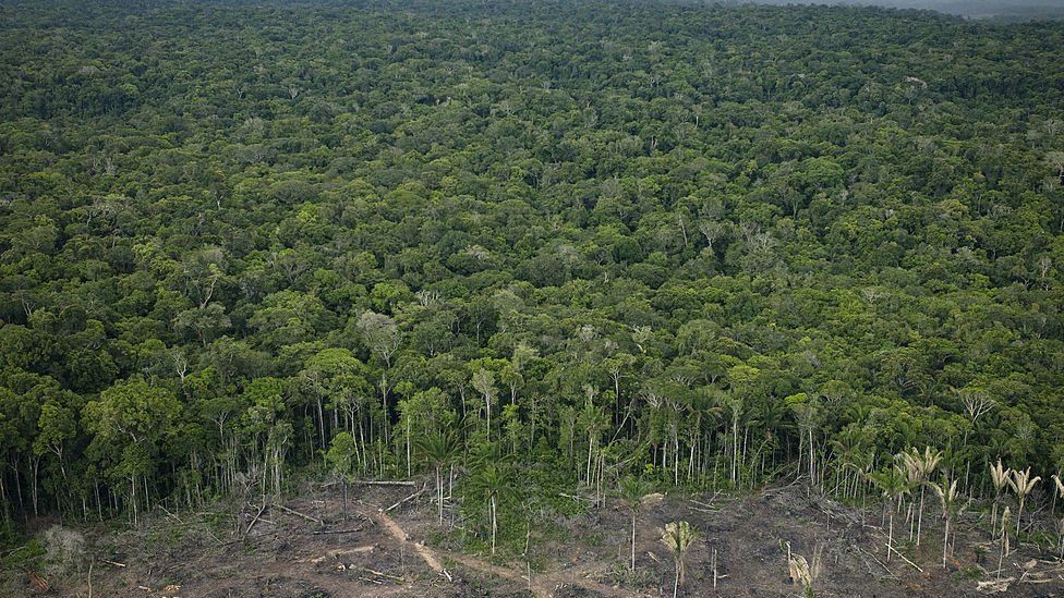 Global warming: Amazon rainforest could face tipping point, scientists ...
