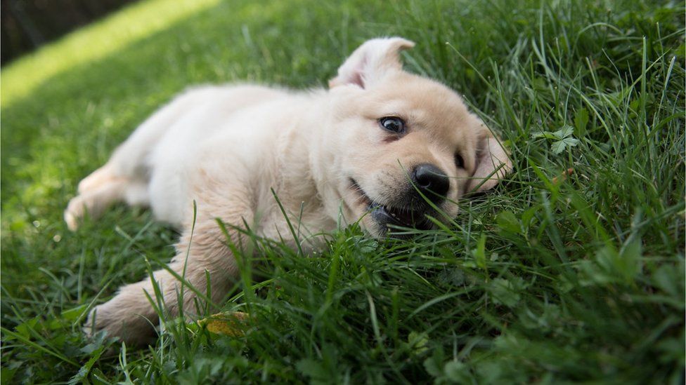 Cute cheetah cub and puppy are best friends says zoo - BBC Newsround