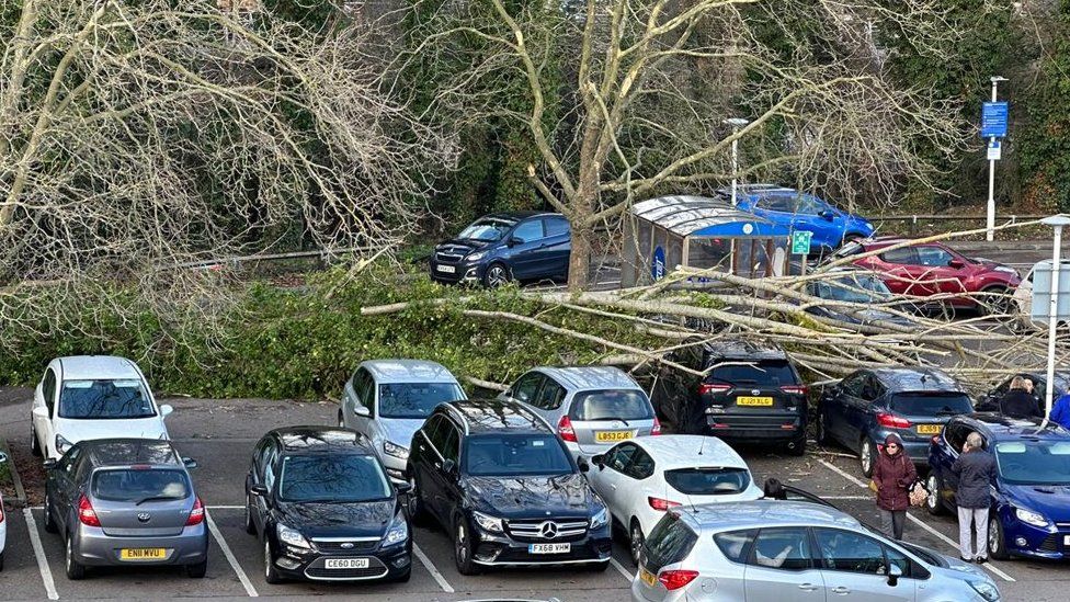 Chelmsford: Fallen tree damages several cars in Tesco car park - BBC News