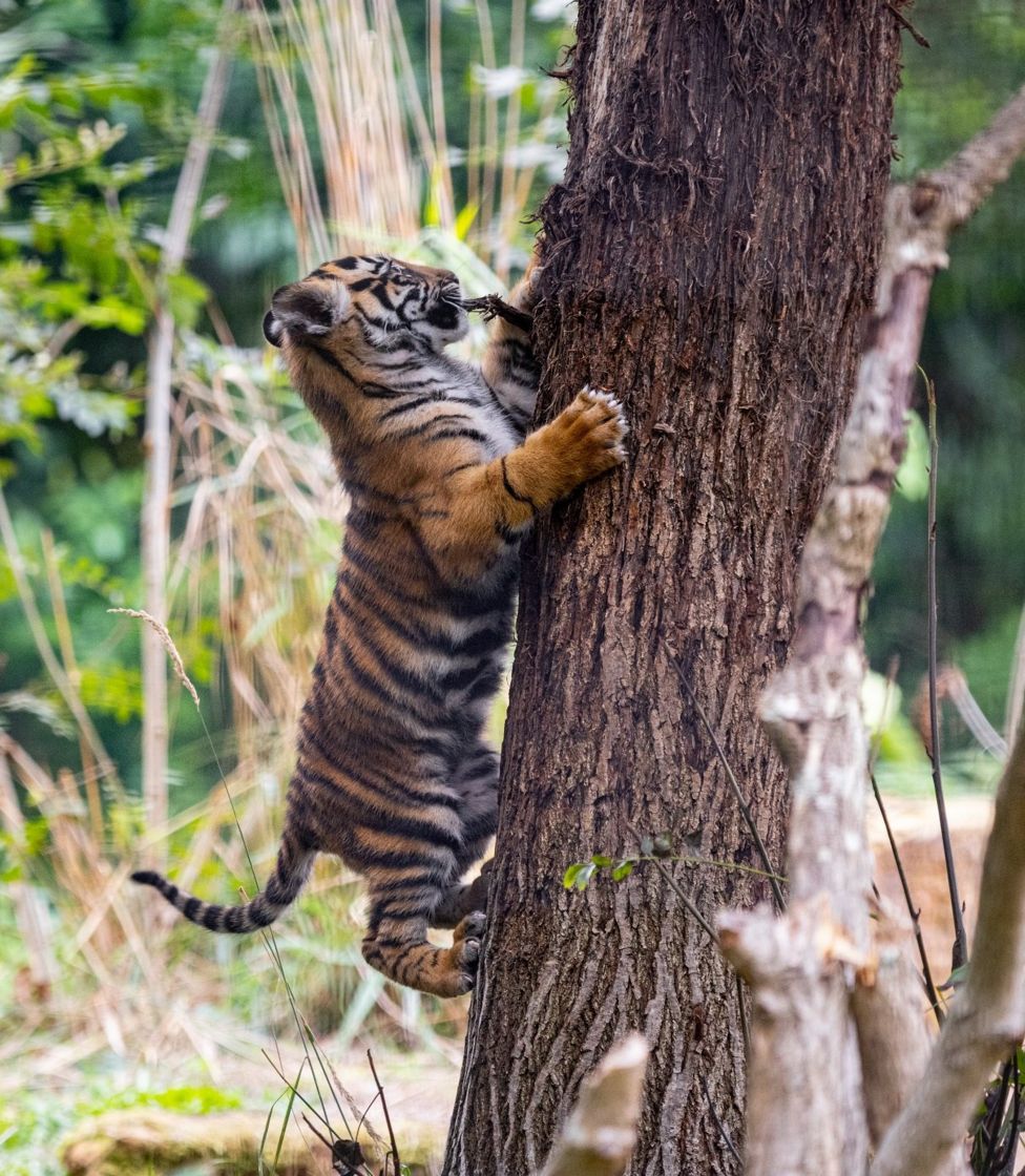 London Zoo names its terrific tiger trio! - BBC Newsround