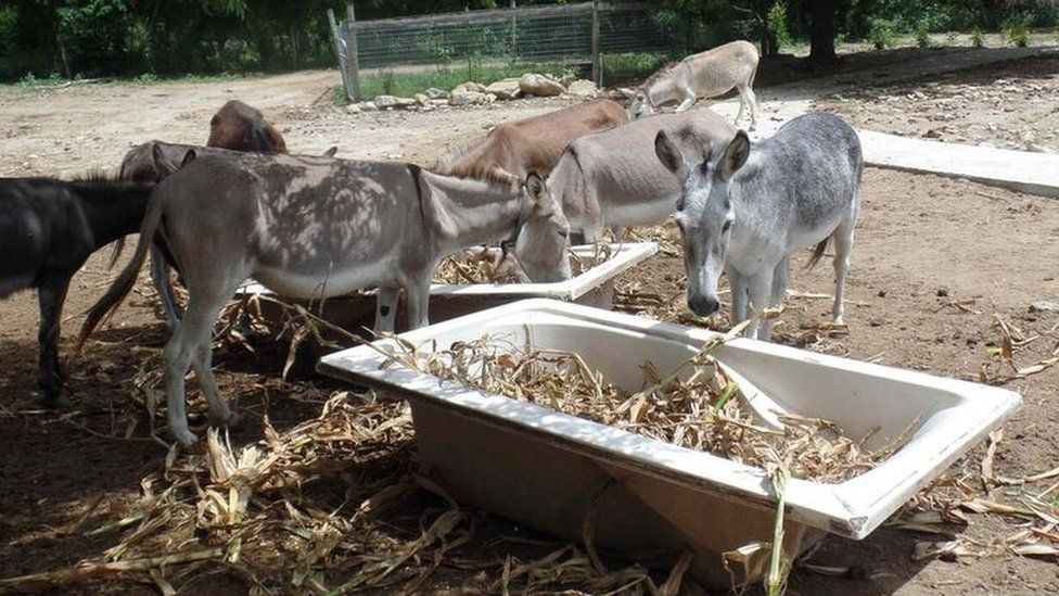 Why donkeys are a reminder of one island's 'sweet' old days - BBC News