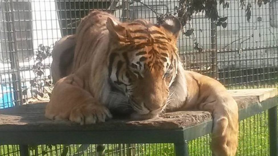 Lion tamer Thomas Chipperfield defends animal show - BBC News