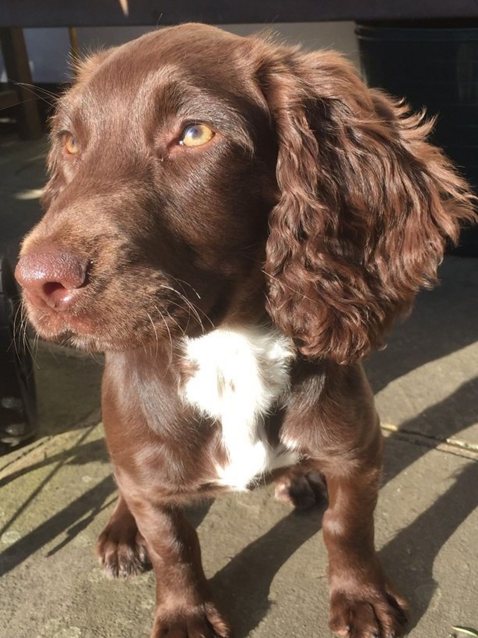 Dog photos: YOU sent us your precious pooch pics - BBC Newsround