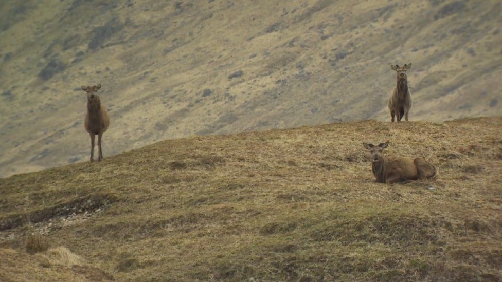 Dragh mu na fèidh anns na Hearadh - Naidheachdan a' BhBC
