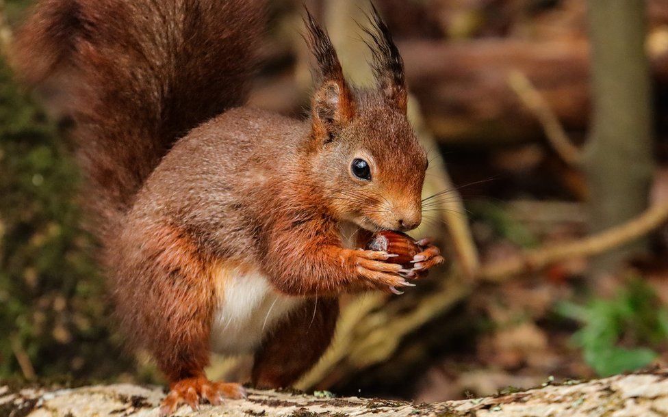 Môn: Tro pedol wrth ganiatáu 32 o fythynnod gwyliau - BBC Cymru Fyw