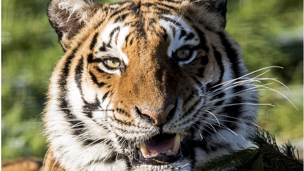 Uggie and the best animals ever seen on screen - BBC Newsround