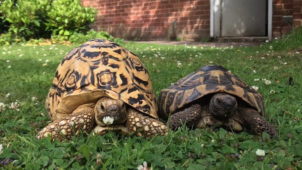 Escaped tortoise 'hands itself in' to Exeter police - BBC News