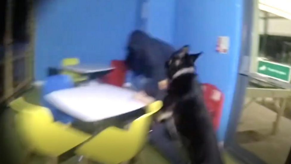 The Northamptonshire police dog who finds mobile phones - BBC News