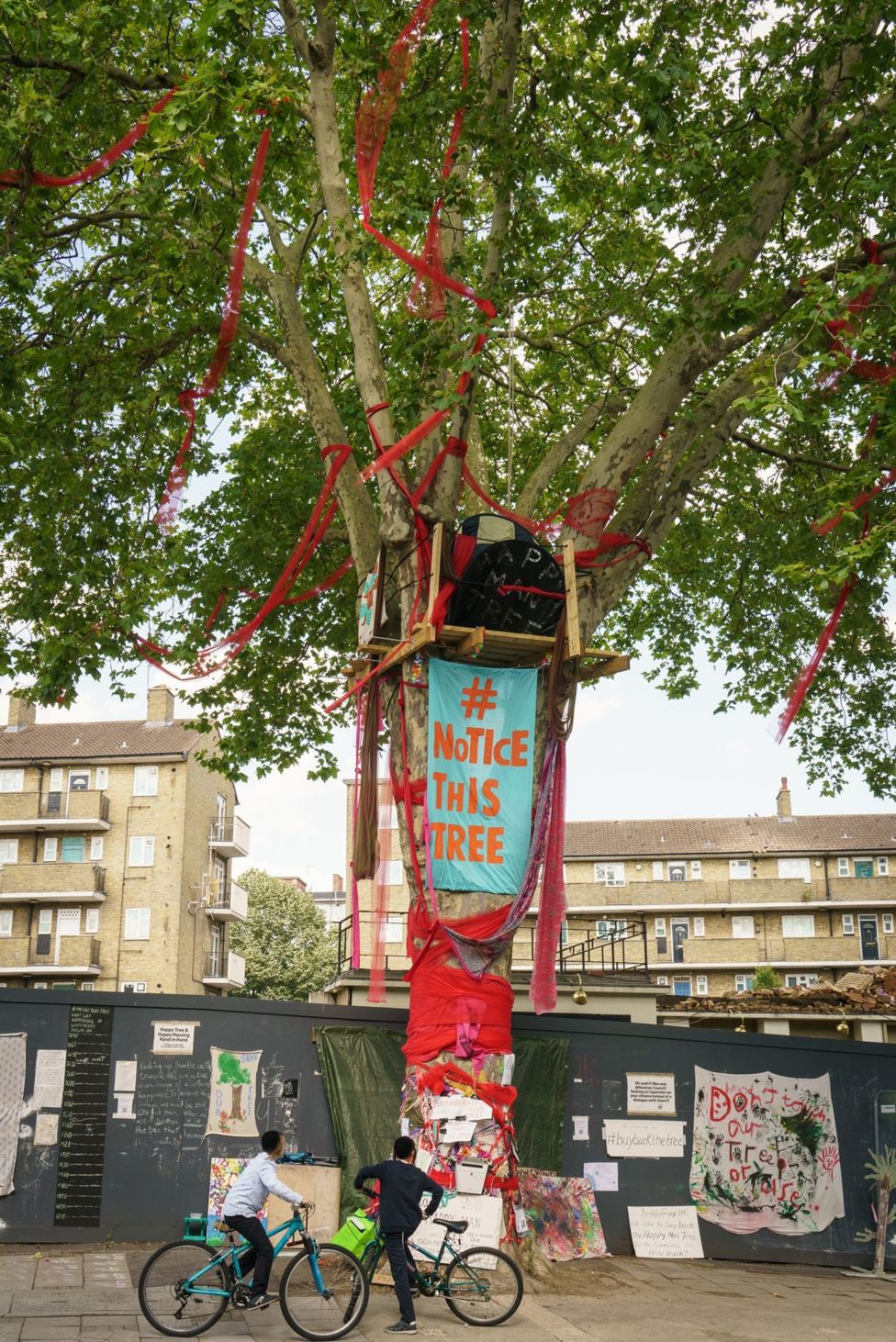 Tree of the Year: Hackney tree set to be felled wins award - BBC News