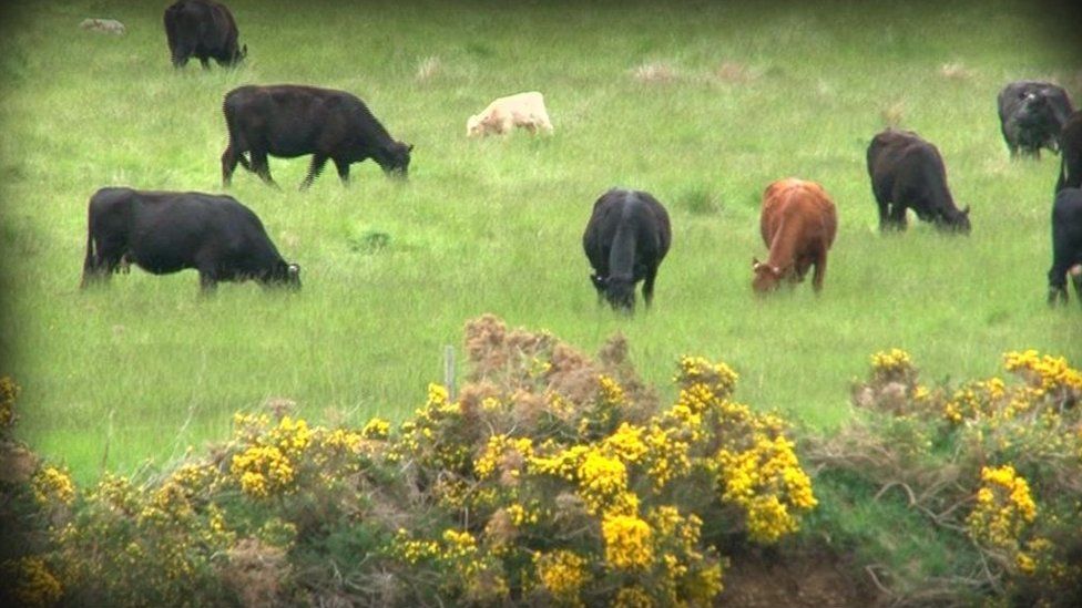 "Cruth-atharrachadh" a dhìth air àiteachas - Naidheachdan a' BhBC