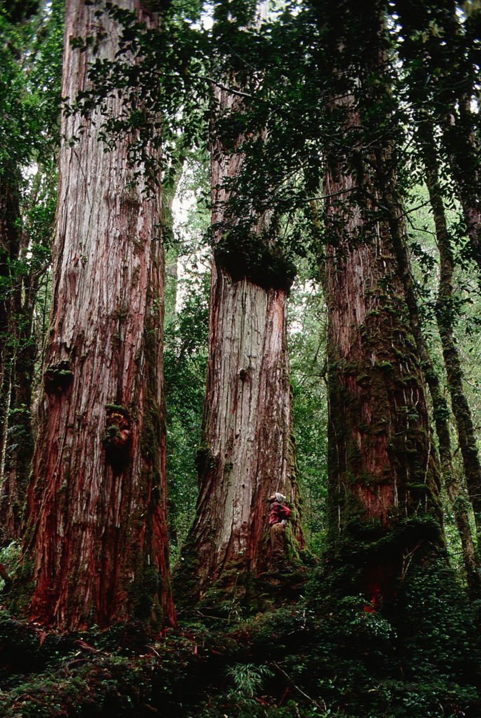 Trees across the world that live for centuries - BBC Newsround