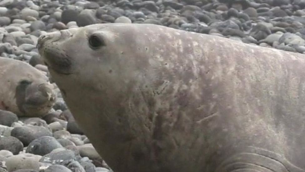 What weird object has been discovered in seal poo? - BBC Newsround