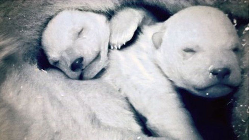 UK's first polar bear cub in 25 years born at Scottish park - BBC News