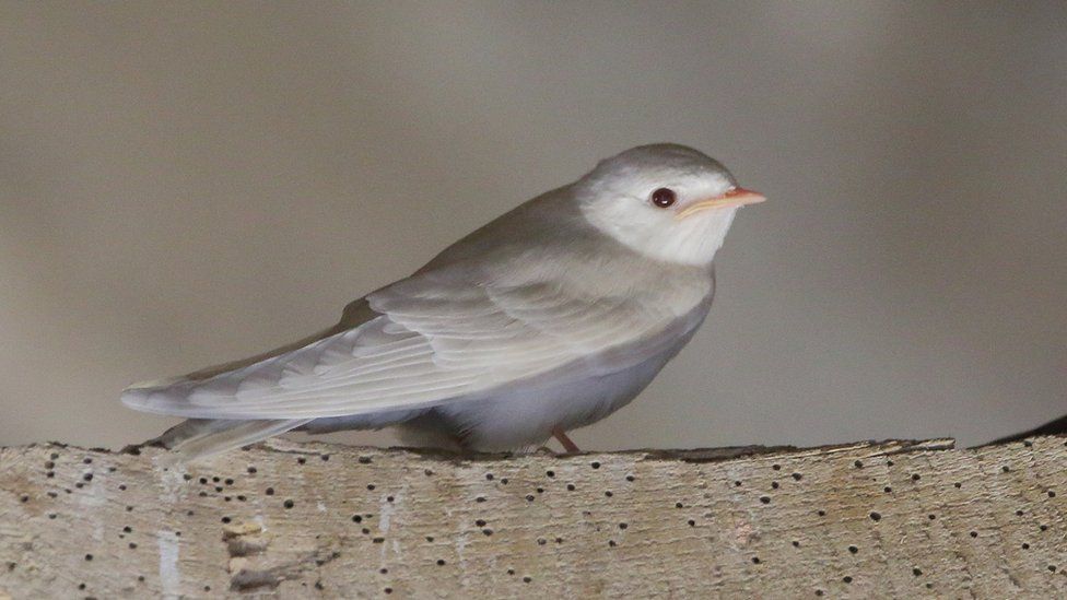 Rarely seen pure white swallow spotted in Cirencester - BBC News