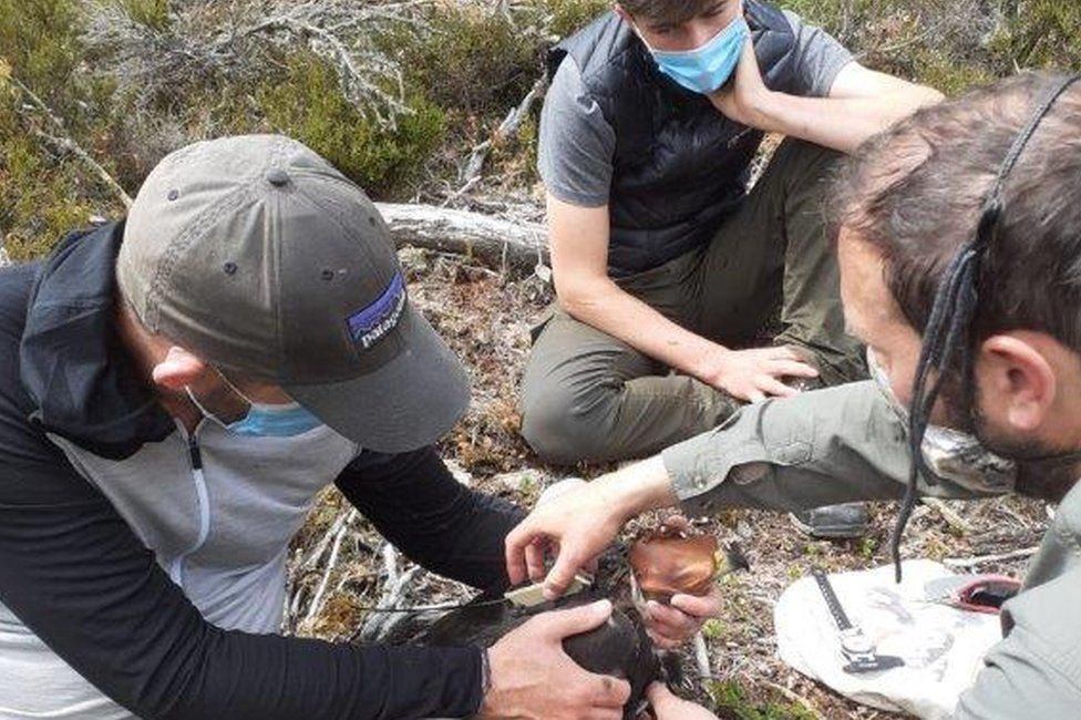 Cairngorms eagle chicks fitted with new type of tag - BBC News