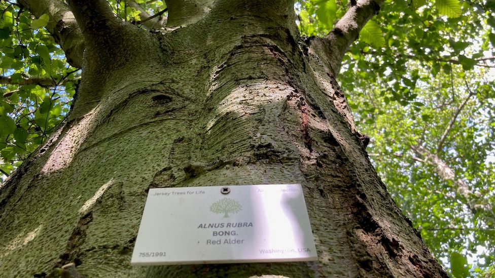 Jersey Trees for Life charity gets grant for tool maintenance costs ...