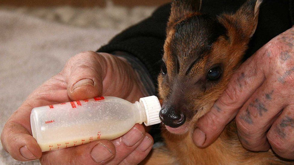 Dead doe's fawn saved by roadside Caesarean in Cromer - BBC News
