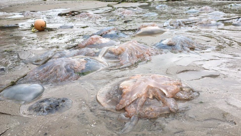 Jellyfish 'mega swarm' washes up on four beaches - BBC News