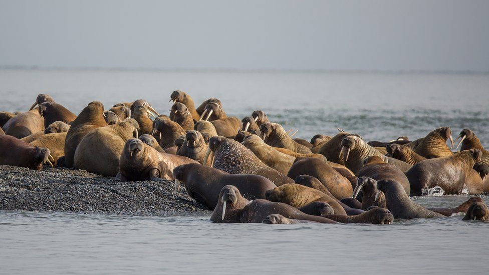 WWF and BAS looking for volunteers to spot walrus from space - BBC ...