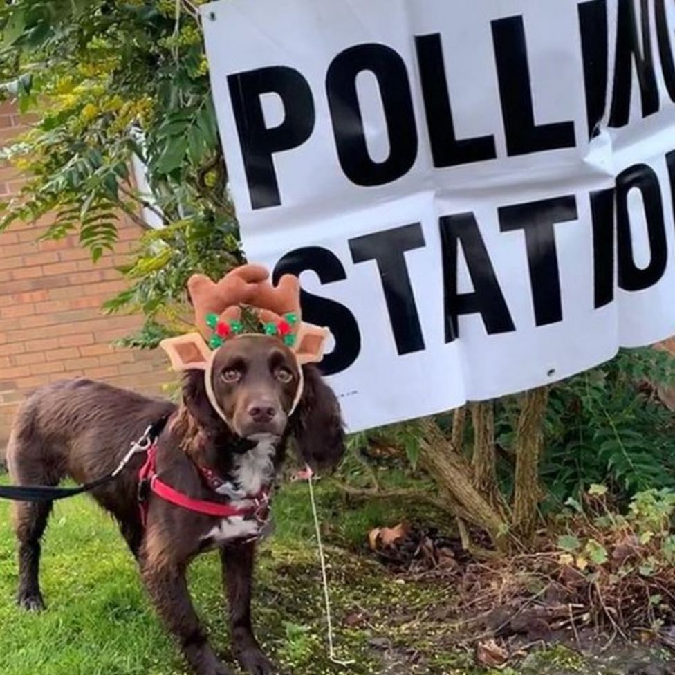 Dogs at polling stations: Pooches at the polls - BBC News