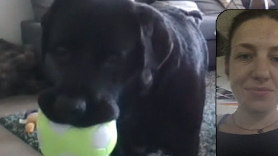 New DogPhone invention lets your pet call you - BBC Newsround