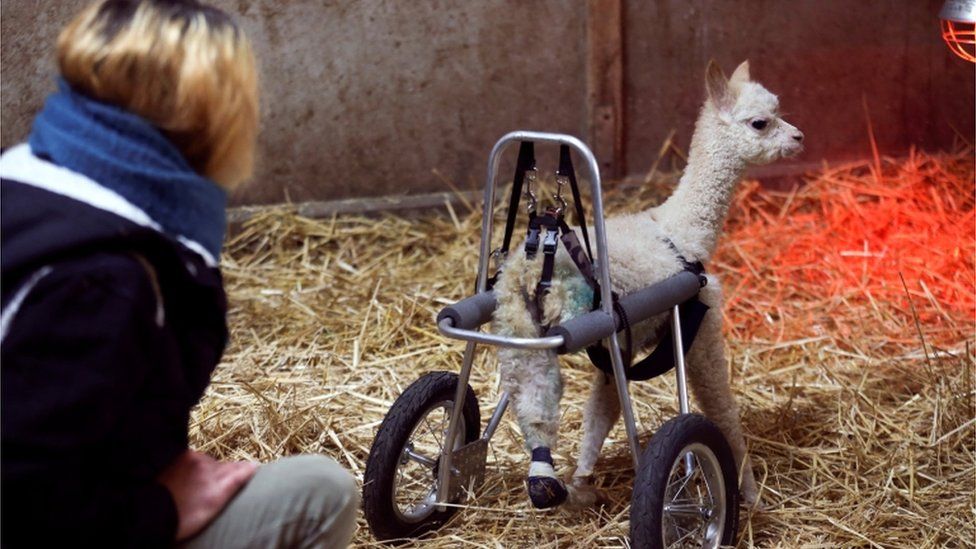 Disabled baby alpaca learns to walk again - BBC Newsround