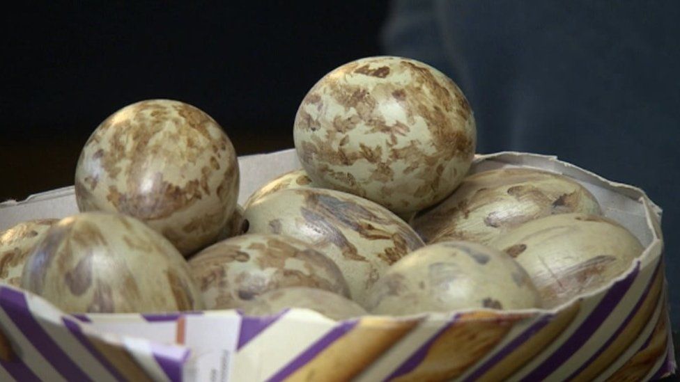 Last imported great bustard chicks released in Wiltshire - BBC News
