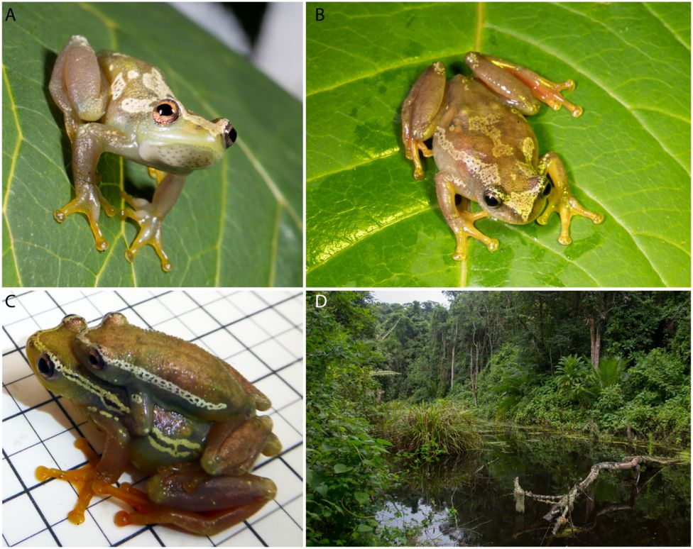 Scientists have discovered a new frog which can't croak! - BBC Newsround