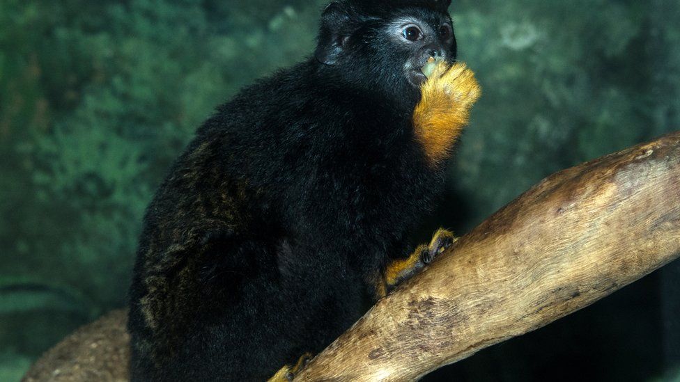 Tamarin monkey changed 'accent' to avoid fights with other species ...