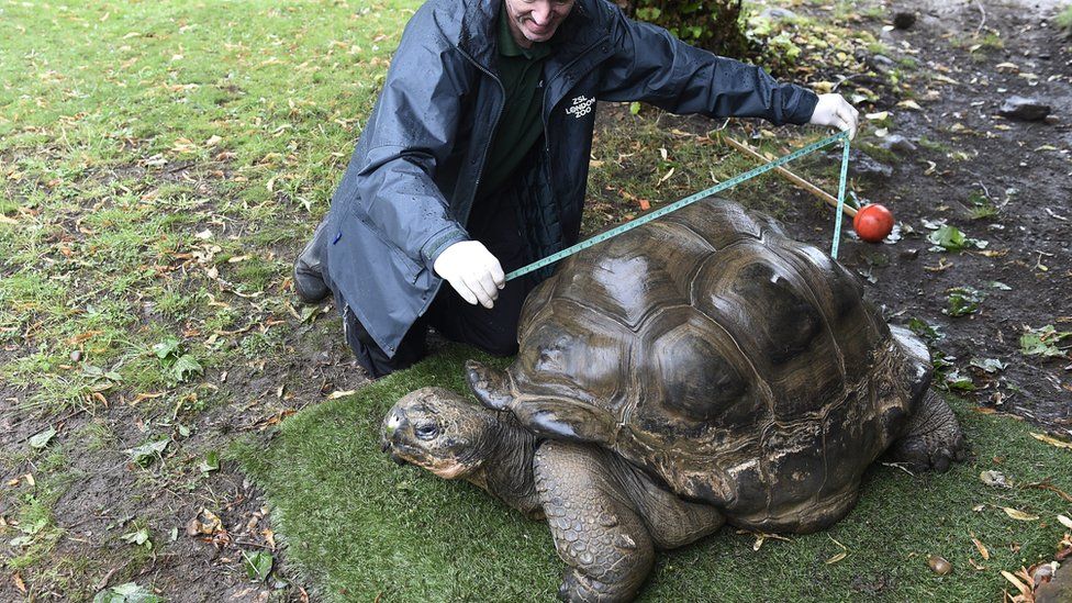 Annual animal weigh-in at London Zoo - BBC Newsround