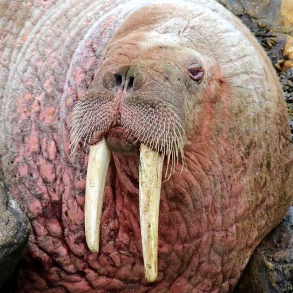 Arctic walrus Wally turns up at Skerries in Shetland - BBC News