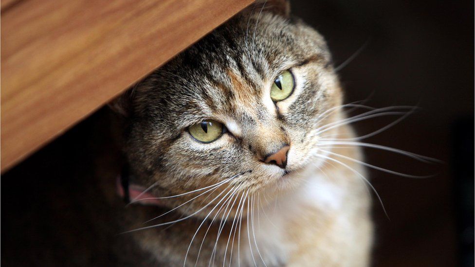 Cats to the rescue: When felines turn hero - BBC News