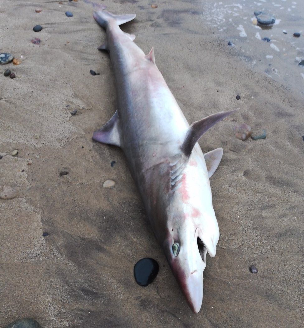 Minke whale and tope shark wash up on Hornsea beach - BBC News