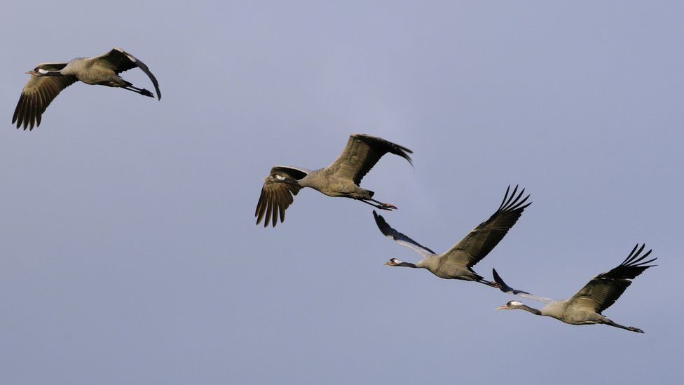 Common crane: The UK's biggest bird is making a comeback - BBC Newsround