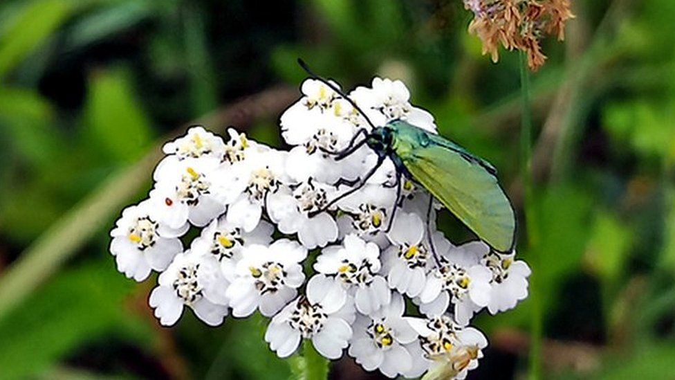 Endangered moth sees resurgence in Blandford Forest - BBC News