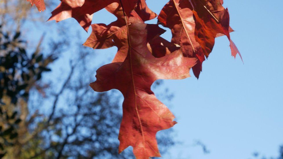 Weather Watchers: Your pictures of autumn leaves - BBC Weather