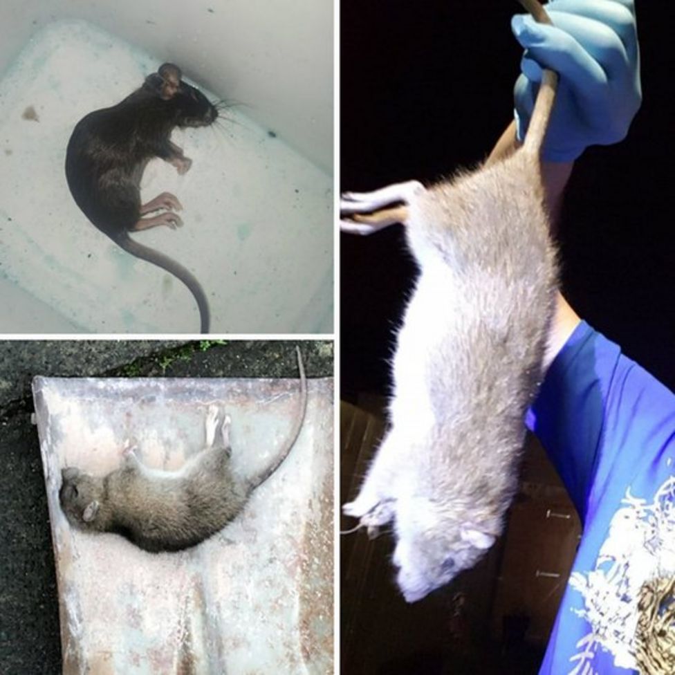 Weekly paper review: 'Experienced killers' and a noisy dispute - BBC News