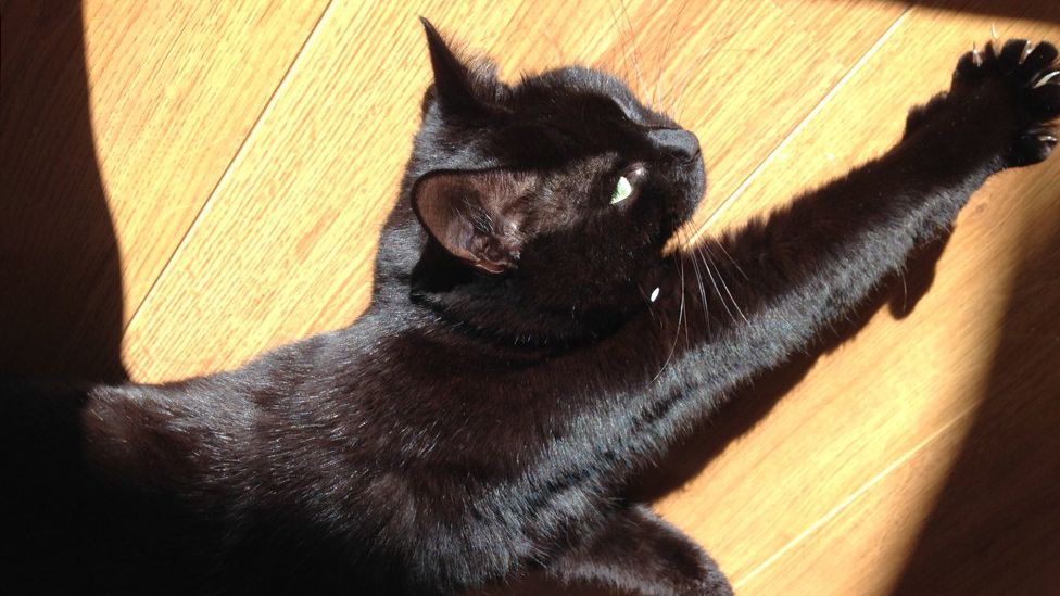 Black cat awareness day: 'Beauty is more than fur deep' - BBC News