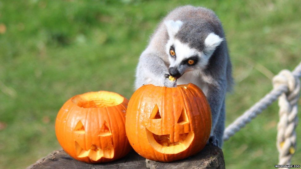 Halloween: Zoo animals get a spooky surprise! - BBC Newsround