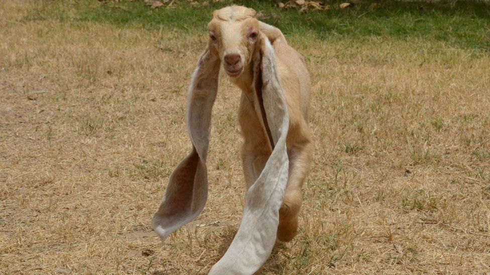 You've GOAT to be kidding - check out this goat's super-long ears ...