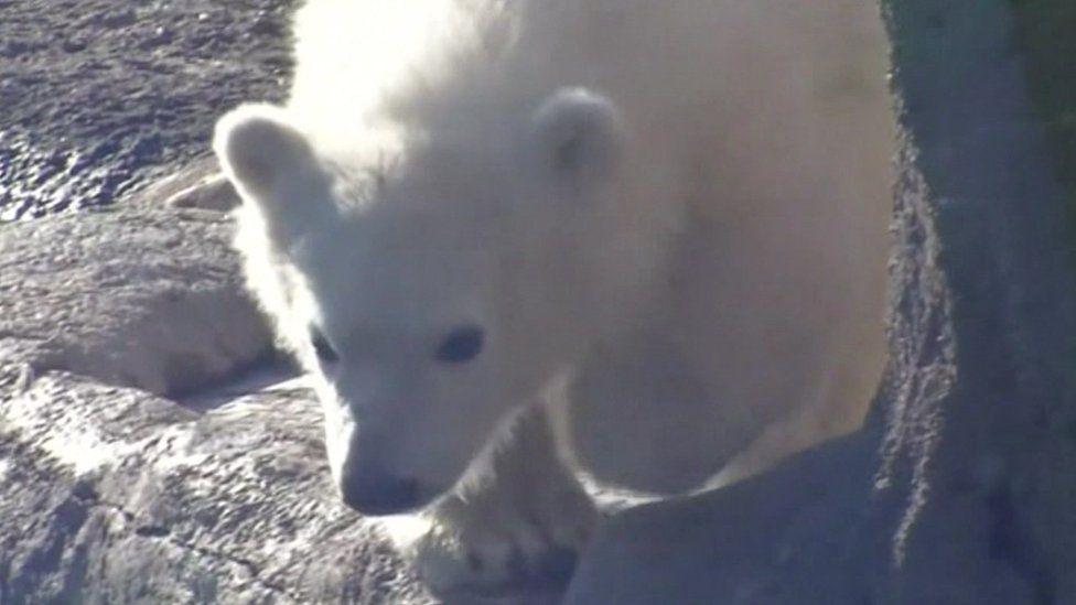 Why are Canadian polar bears pooping glitter? - BBC Newsround