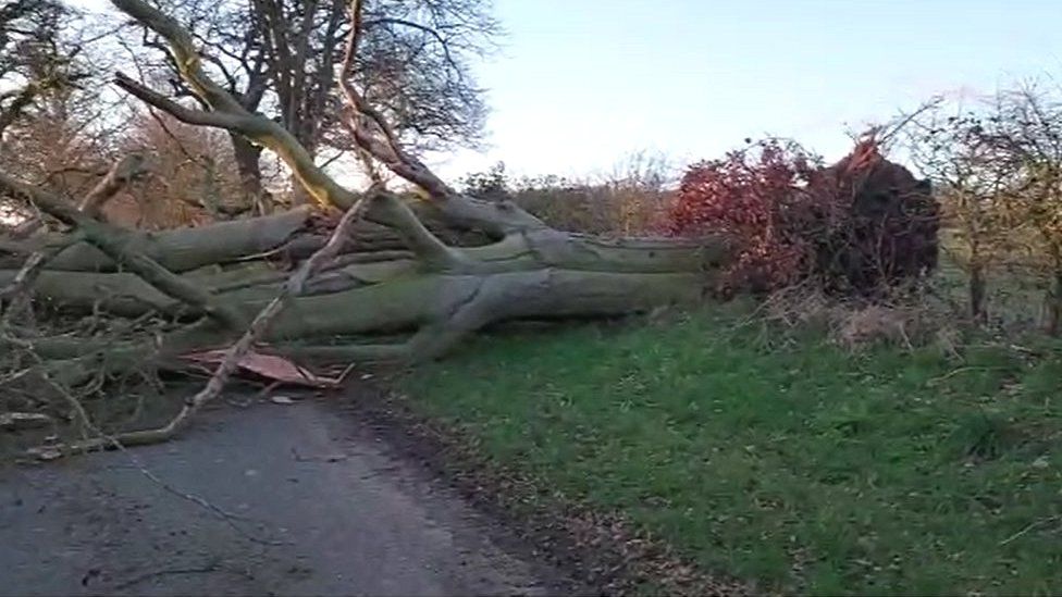 Storm Dudley: Trees down and rail disruption in the East of England ...
